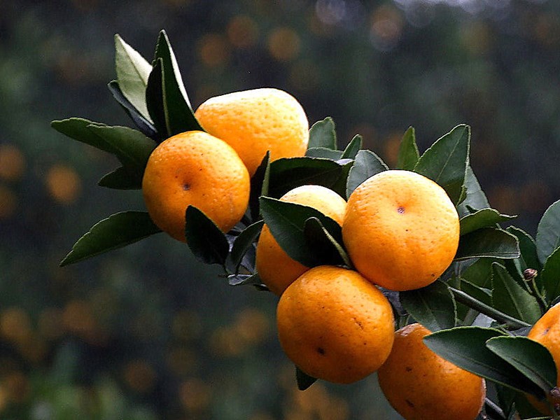 It Is a Right Season for Baby Mandarin! wanted-Choose It Is a Right ...