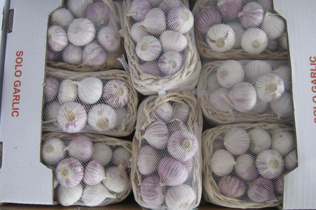 Solo Garlic,Pure White Garlic For Sale | Jining Fuyuan Fruits ...